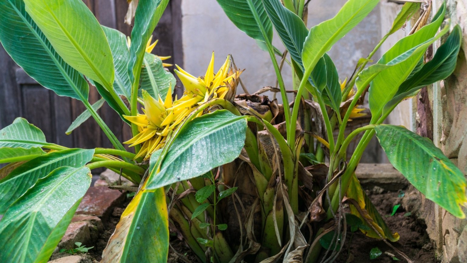 How to Plant, Grow, and Care for 'Dwarf Cavendish' Banana Trees