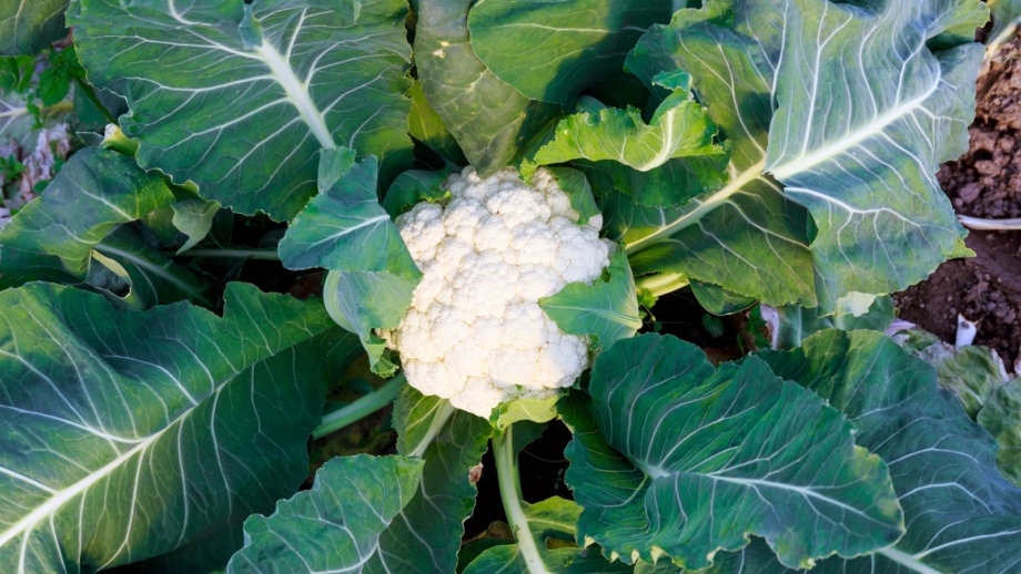 How to Grow Cauliflower in Raised Beds: A Complete Guide