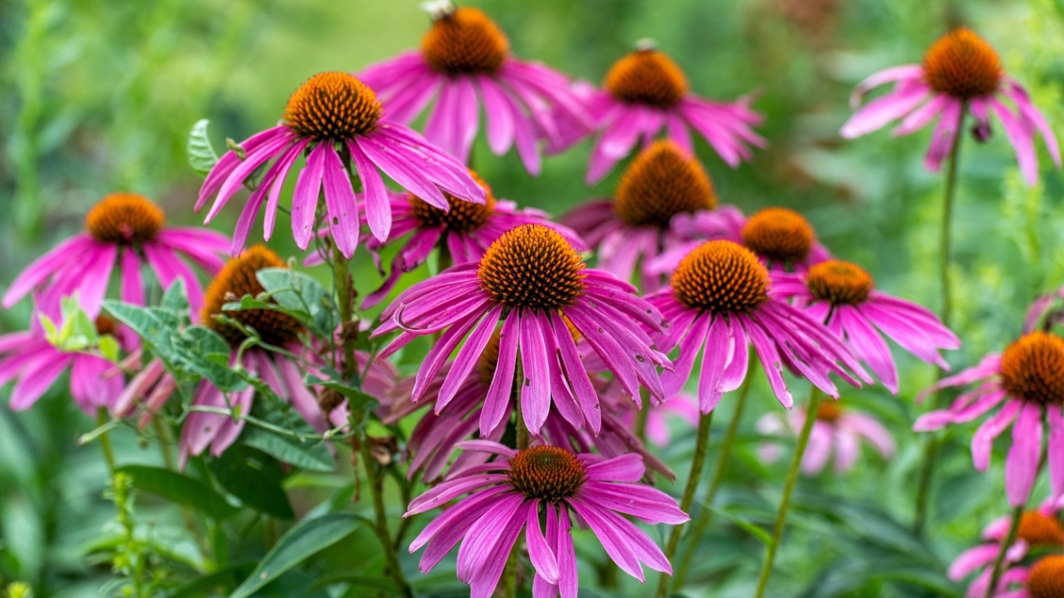 21 Longest-Flowering Perennials for Lasting Color