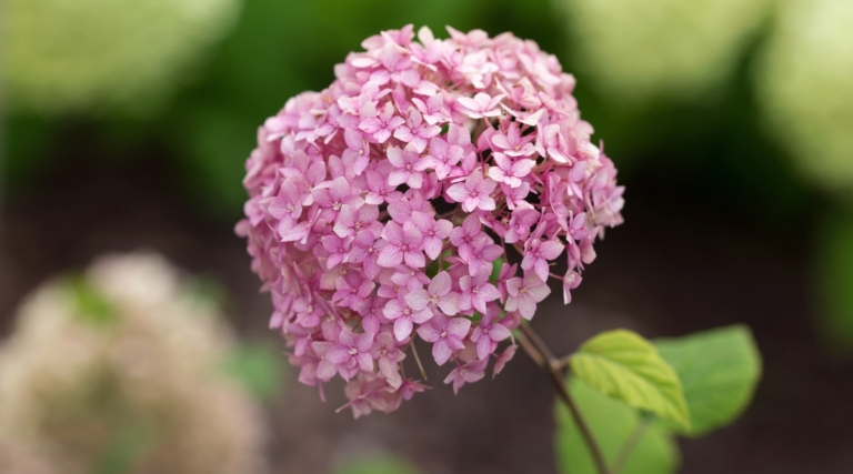 17 Gorgeous Varieties of Smooth Hydrangea