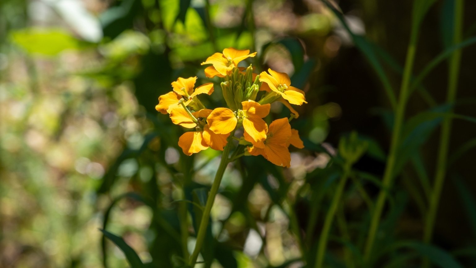 29 California Native Plants for Home Gardens