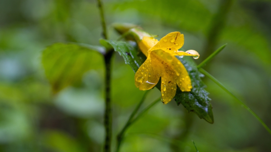 29 California Native Plants for Home Gardens