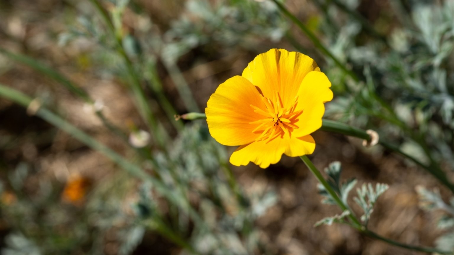 29 California Native Plants for Home Gardens