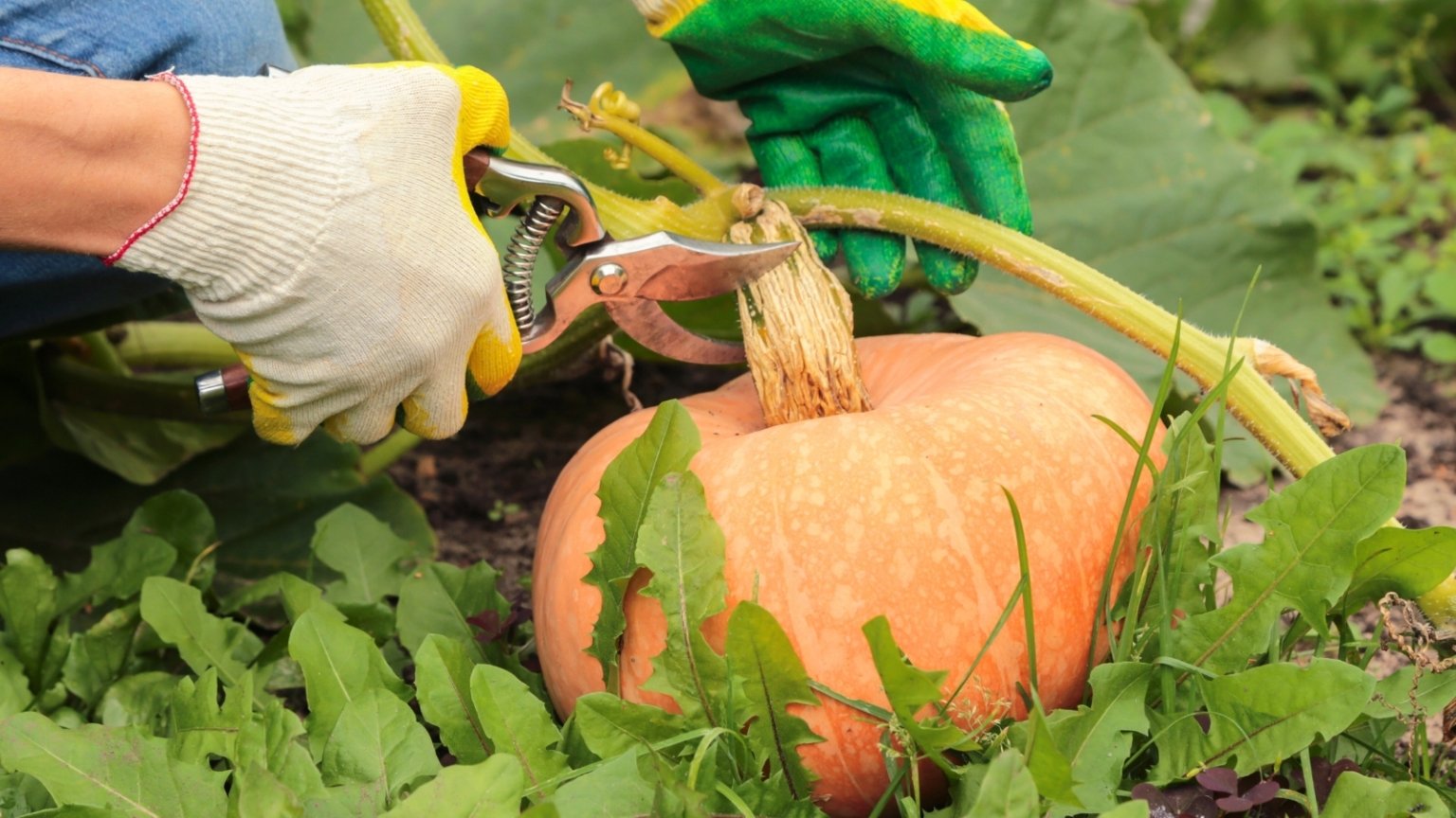 How to Prune Squash Plants for Bigger, Better Yields