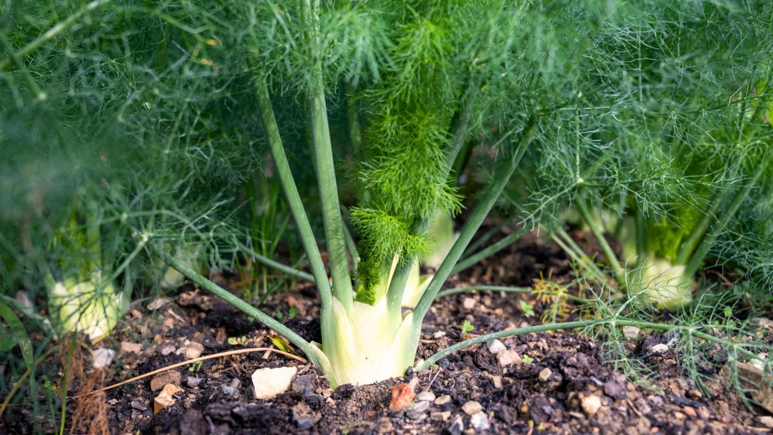 How to Plant, Grow, and Care for Fennel