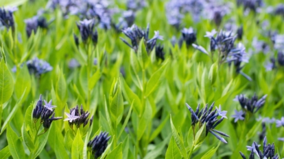 7 Beautiful Amsonia Varieties For Your Garden