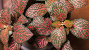 17 Houseplants with Red Foliage