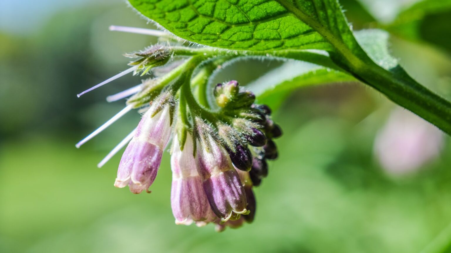 How to Plant, Grow, and Care for Comfrey