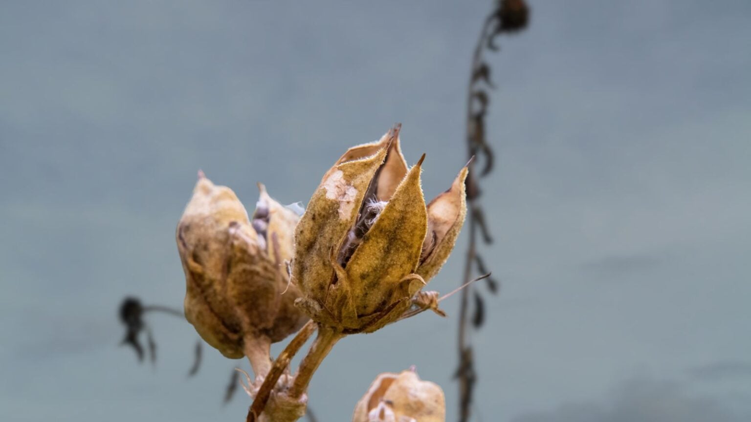 How to Identify, Control, and Prevent Verticillium Wilt