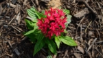 How to Plant, Grow, and Care For Pentas