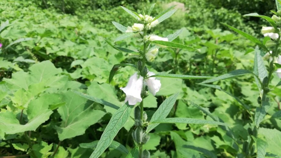 How to Plant, Grow, and Care for Sesame