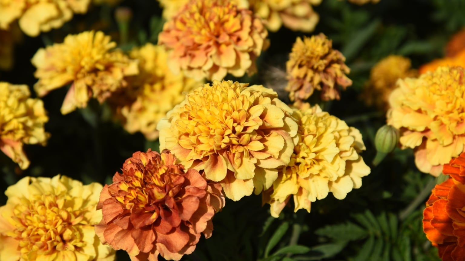 31 Rare and Unique Flowers You Can Grow