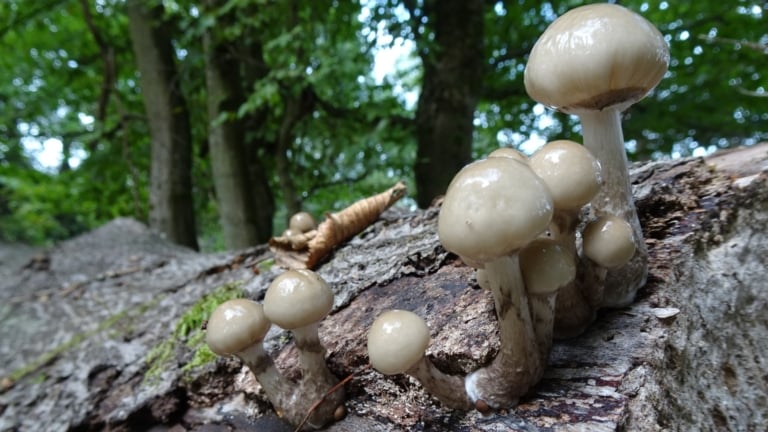 Can You Propagate Store-Bought Mushrooms?
