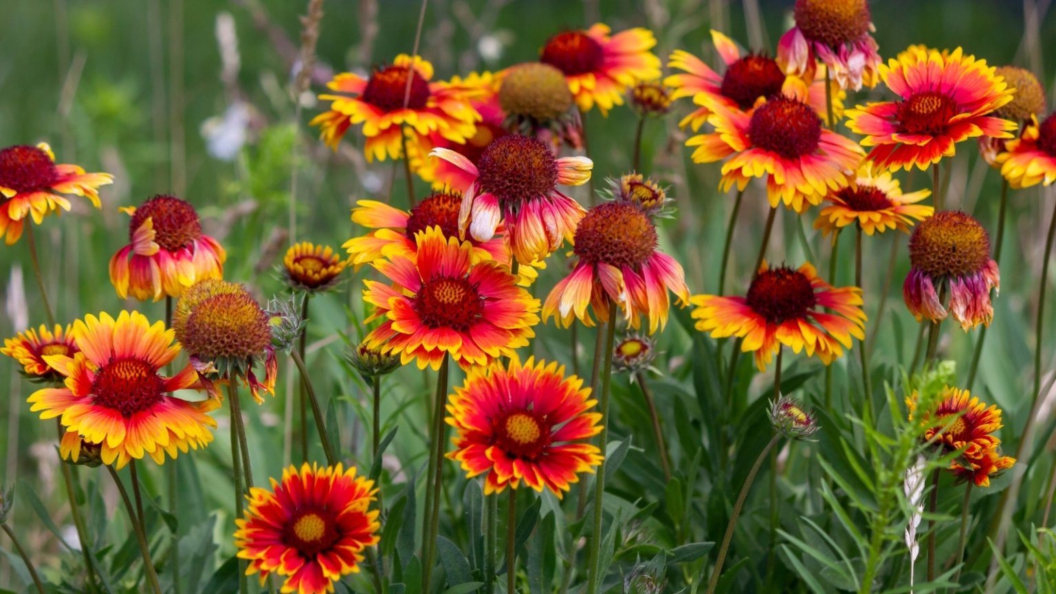 21 Longest-Flowering Perennials for Lasting Color