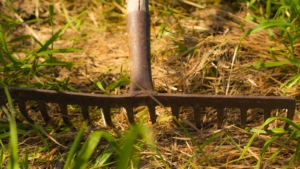 A Beginner's Guide to Cleaning and Disinfecting Your Garden Tools