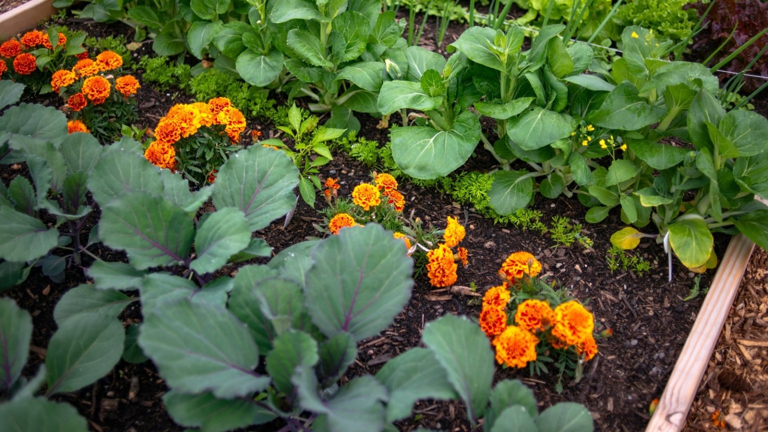 7 Plant Spacing Tips for Optimal Growth in Raised Beds