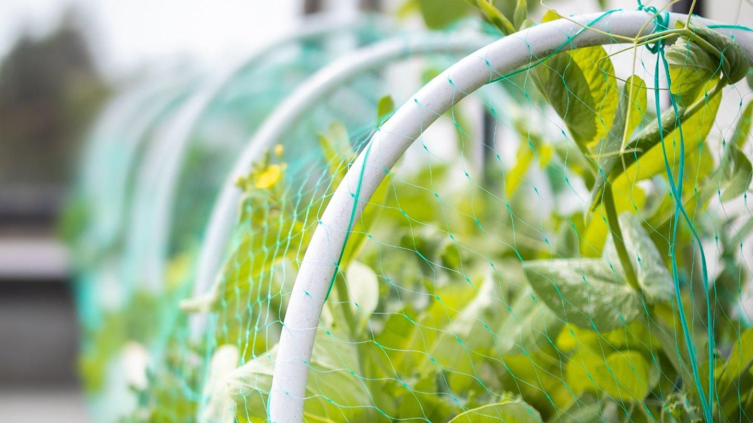 Pyrethrin Pros and Cons: How to Use it Safely