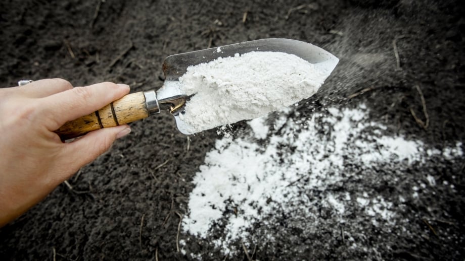 Calcium in Soil: Uses and Signs of Deficiency