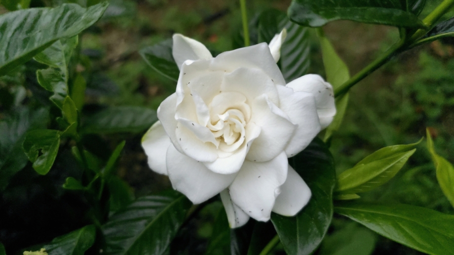13 High-Maintenance Houseplants That Aren't Worth the Effort