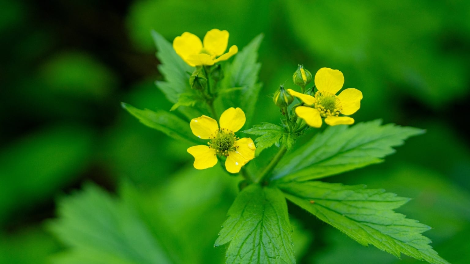 29 California Native Plants for Home Gardens