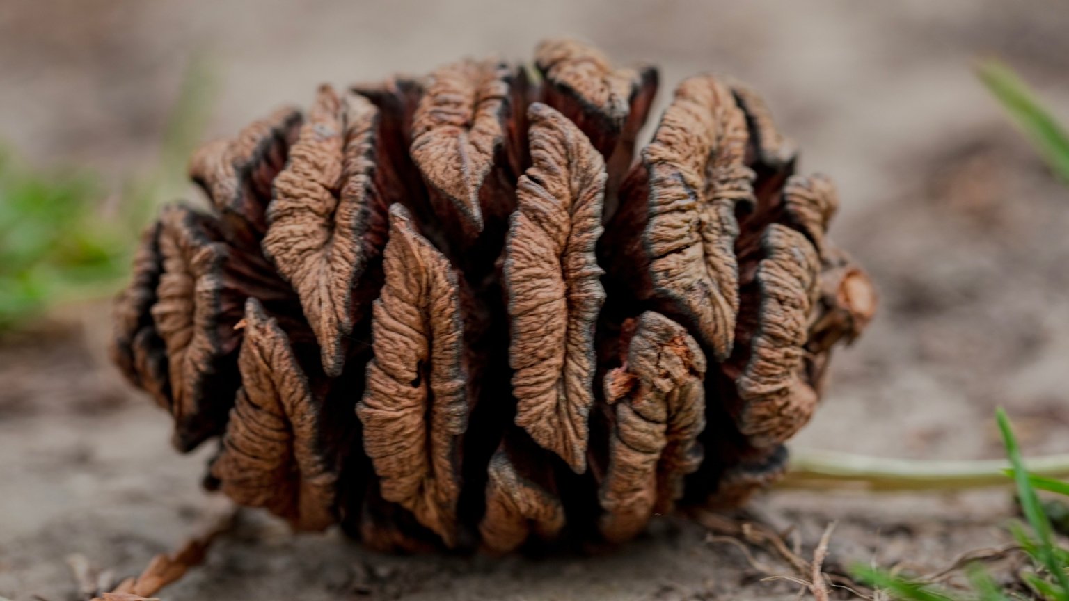 How to Plant, Grow, and Care for Giant Sequoia Trees