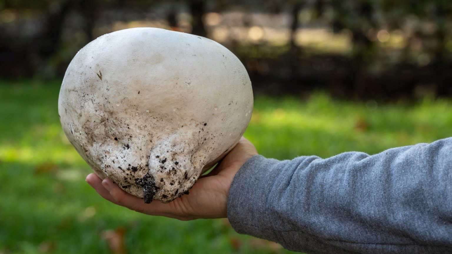 12 Common Mushrooms You Might Find in Your Yard