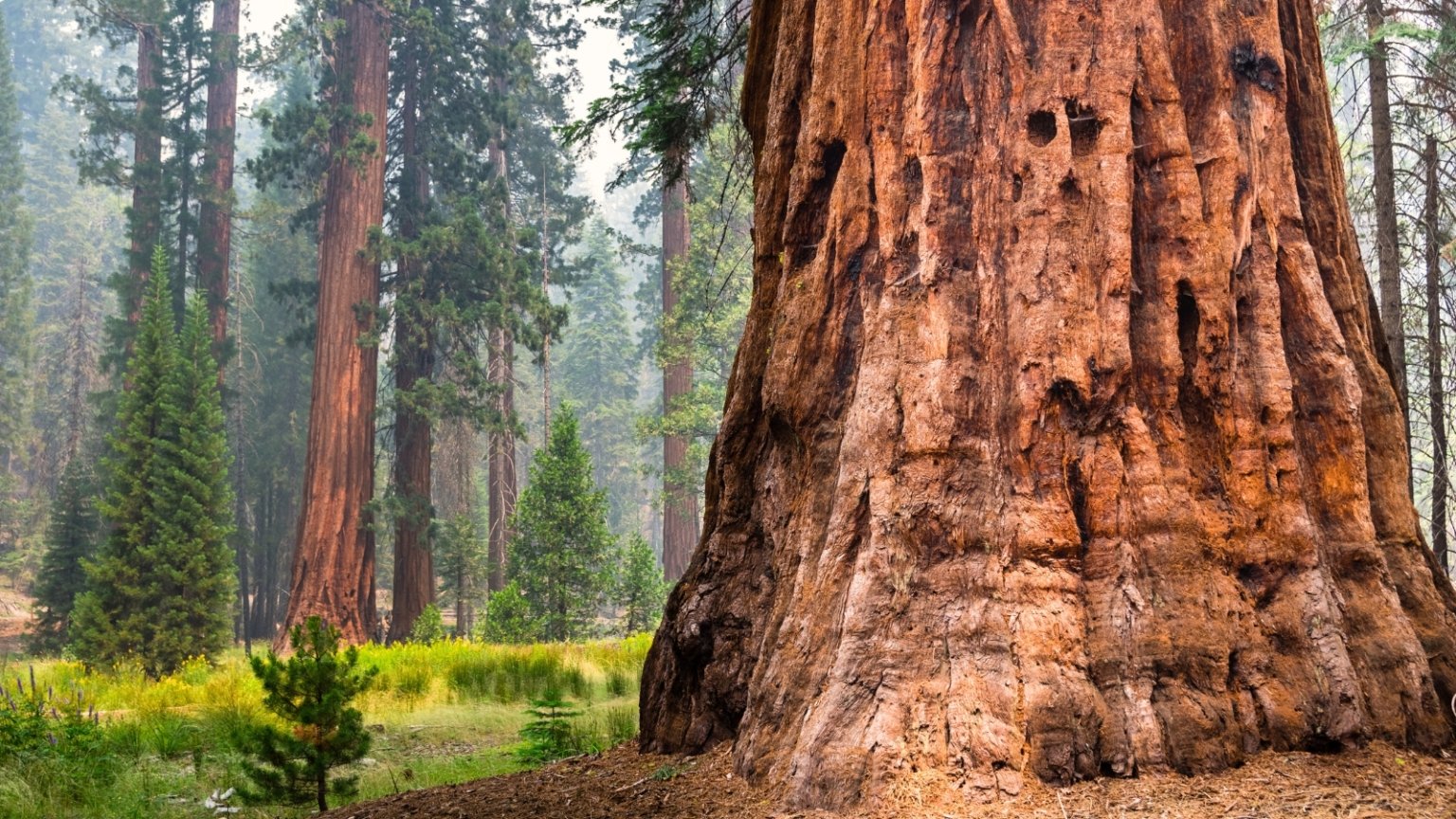 How to Plant, Grow, and Care for Giant Sequoia Trees