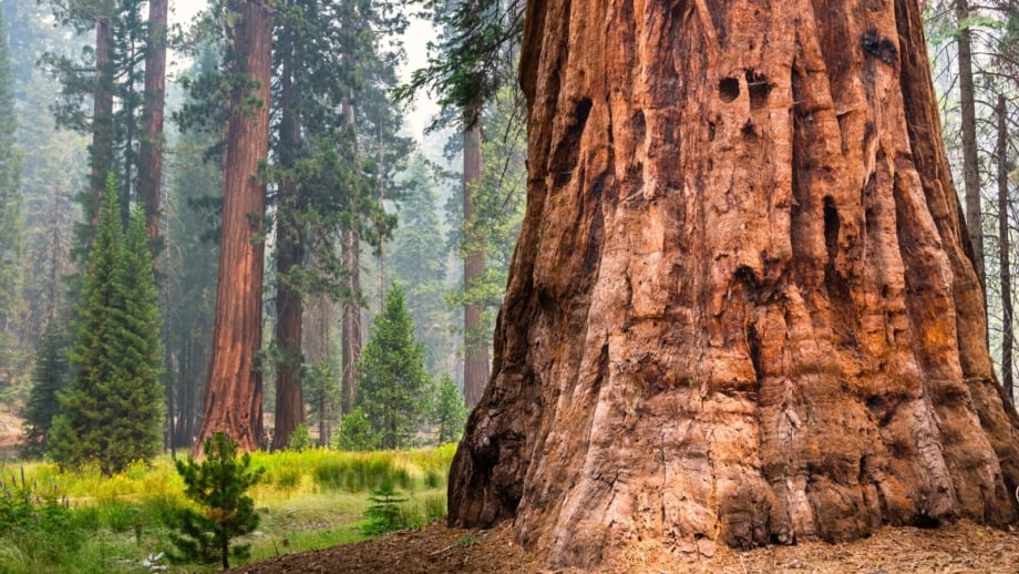 How to Plant, Grow, and Care for Giant Sequoia Trees