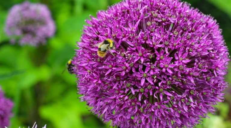 How to Plant, Grow, and Care for Giant Alliums