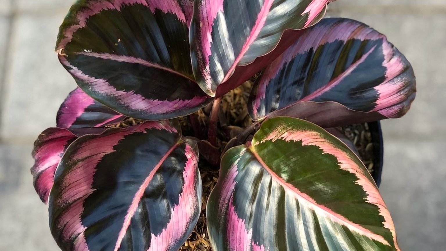 17 Houseplants with Red Foliage