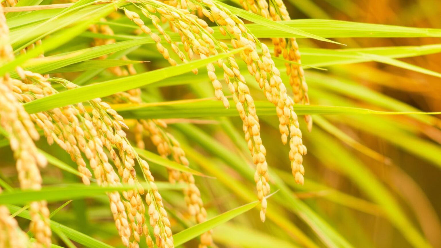 How to Plant, Grow, and Care for Rice