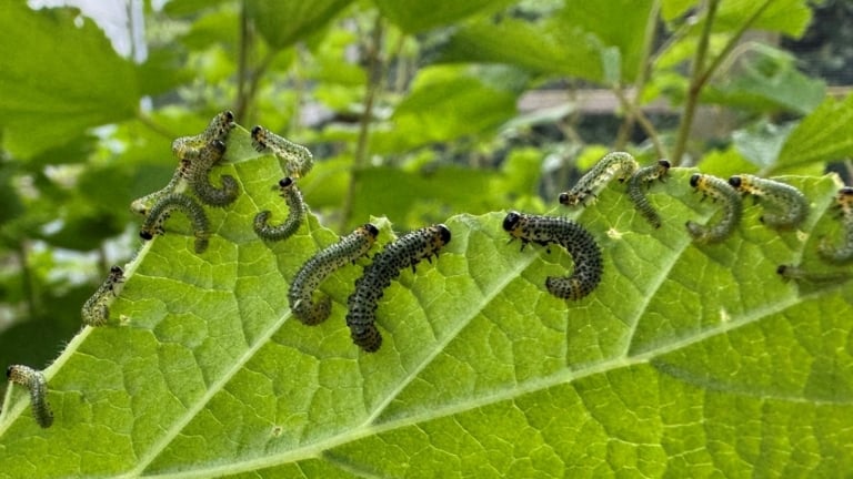 Sawflies: How to Identify and Manage These Garden Pests