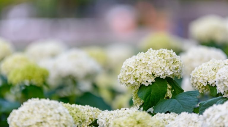 17 Gorgeous Varieties of Smooth Hydrangea