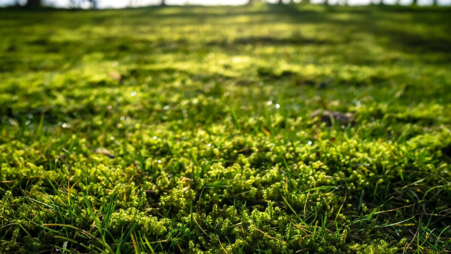 How to Plant, Grow, and Care For a Moss Lawn