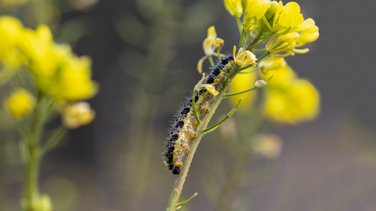 What are Trap Plants, and Do They Actually Work?