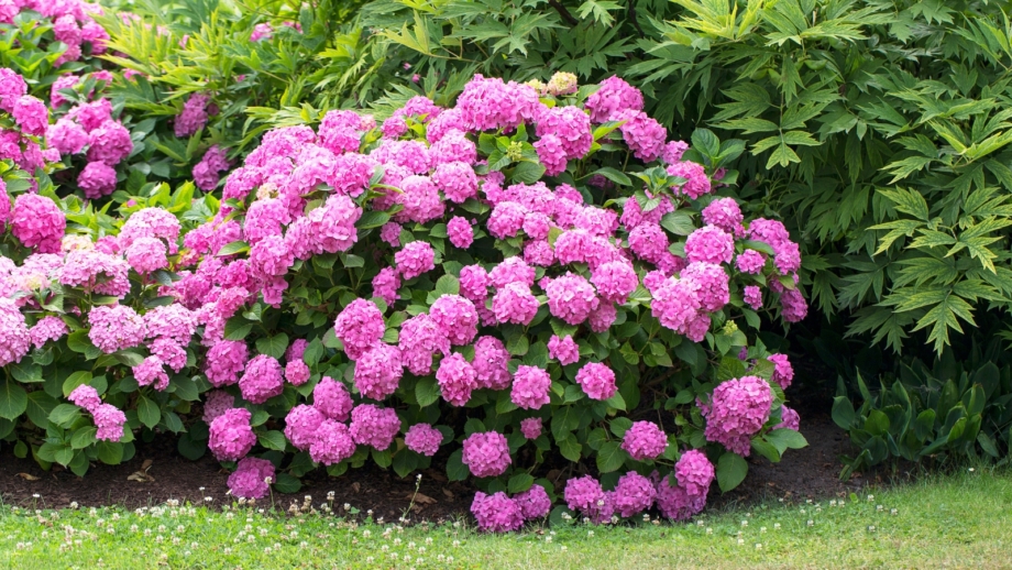 How to Plant, Grow, and Care For Bigleaf Hydrangeas