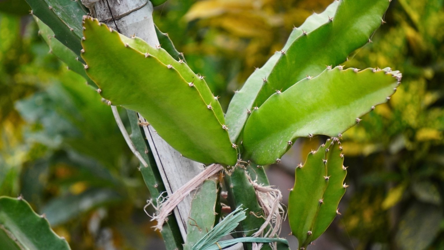 How Fast Do Dragon Fruit Trees Grow?