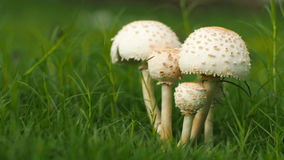 12 Common Mushrooms You Might Find in Your Yard
