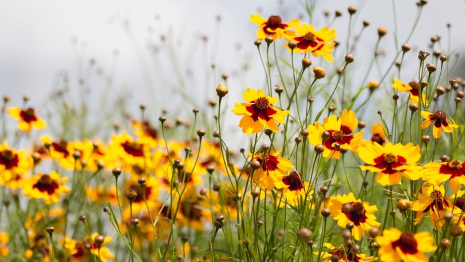 19 Aggressive Native Plants That Can Battle Invasive Species