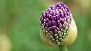 How to Plant, Grow, and Care for Giant Alliums