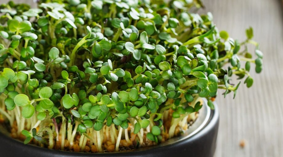 How to Grow Mustard Microgreens in 5 Easy Steps
