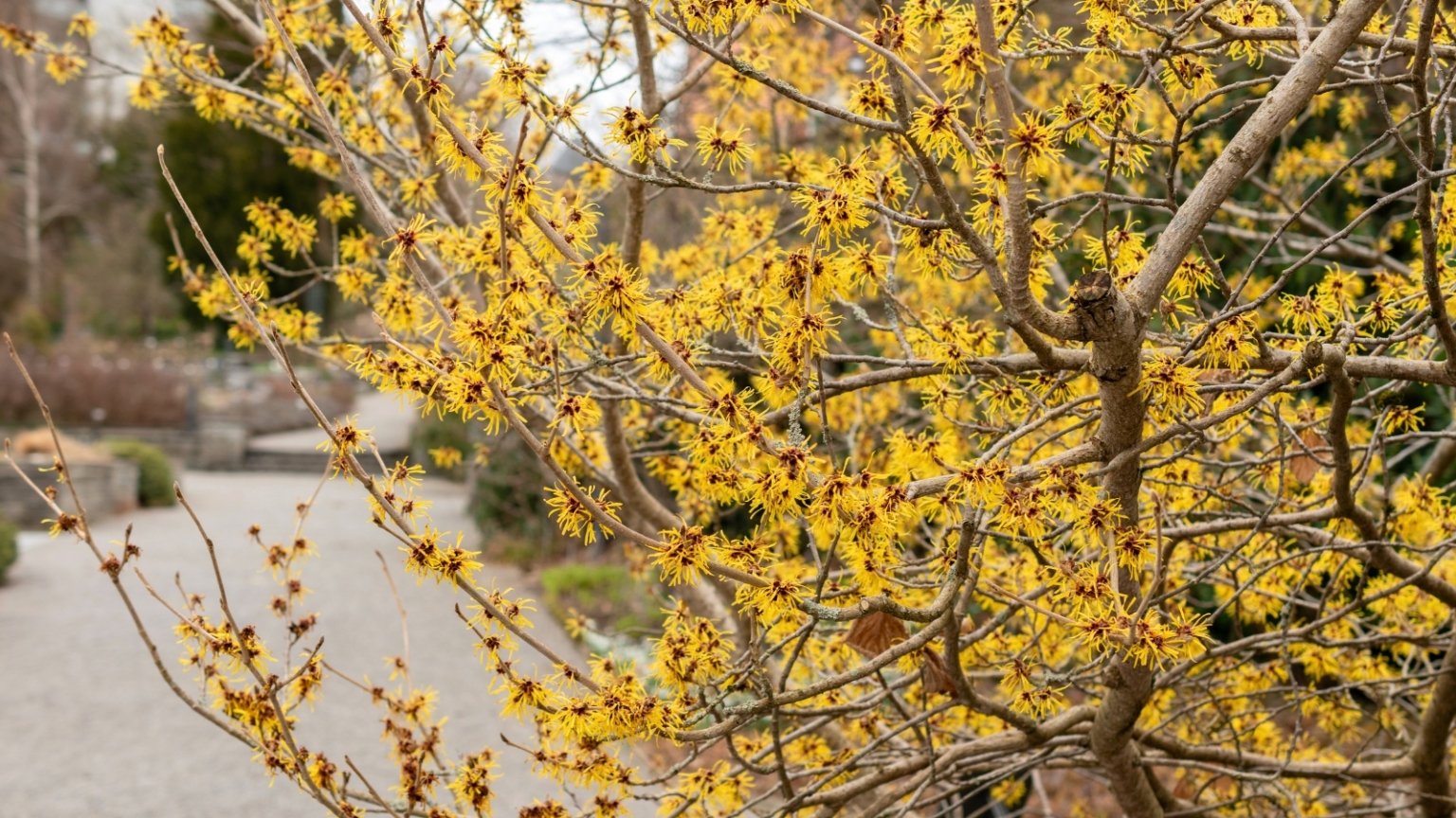 17 Low-Maintenance Trees For Your Landscape