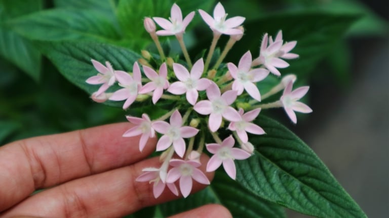 How to Plant, Grow, and Care For Pentas