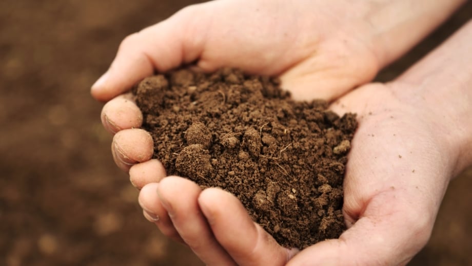 How to Plant, Grow, and Care For Bigleaf Hydrangeas