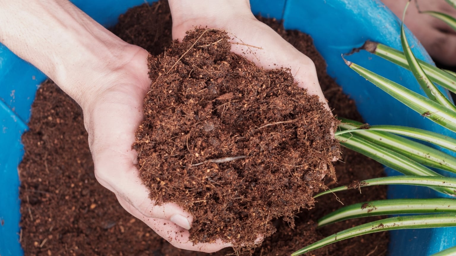 How to Grow Cauliflower Microgreens in 5 Easy Steps