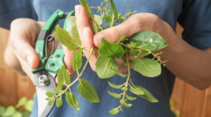 How to Prune Fuchsia Plants for Blooms All Summer
