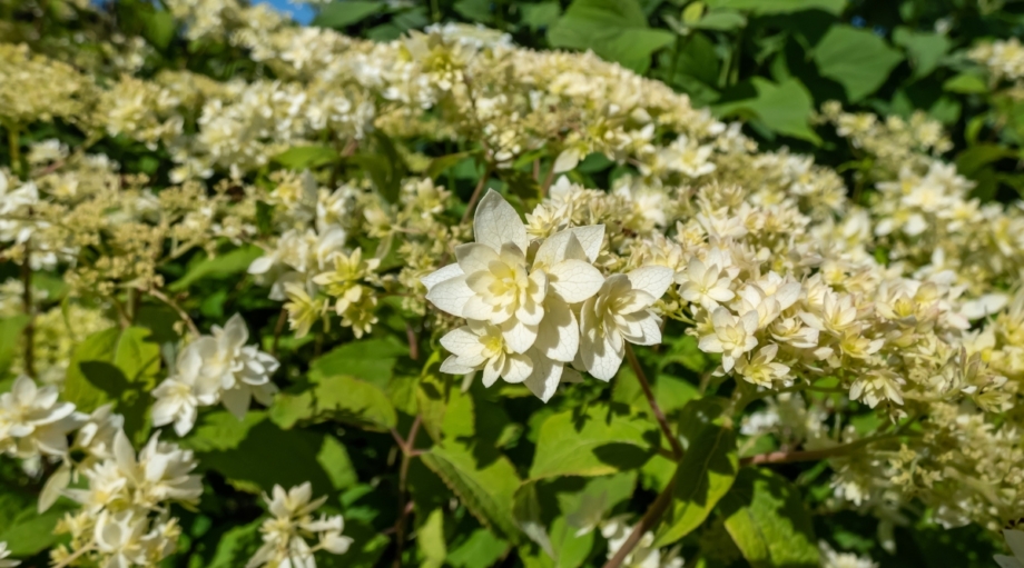 17 Gorgeous Varieties of Smooth Hydrangea