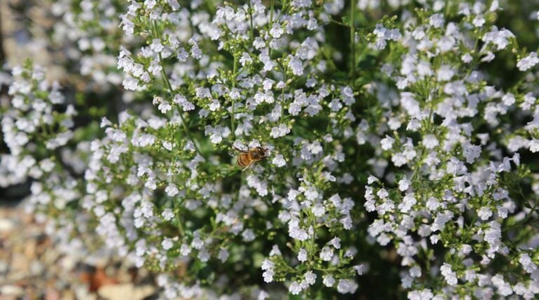 How to Plant, Grow, and Care for Calamint