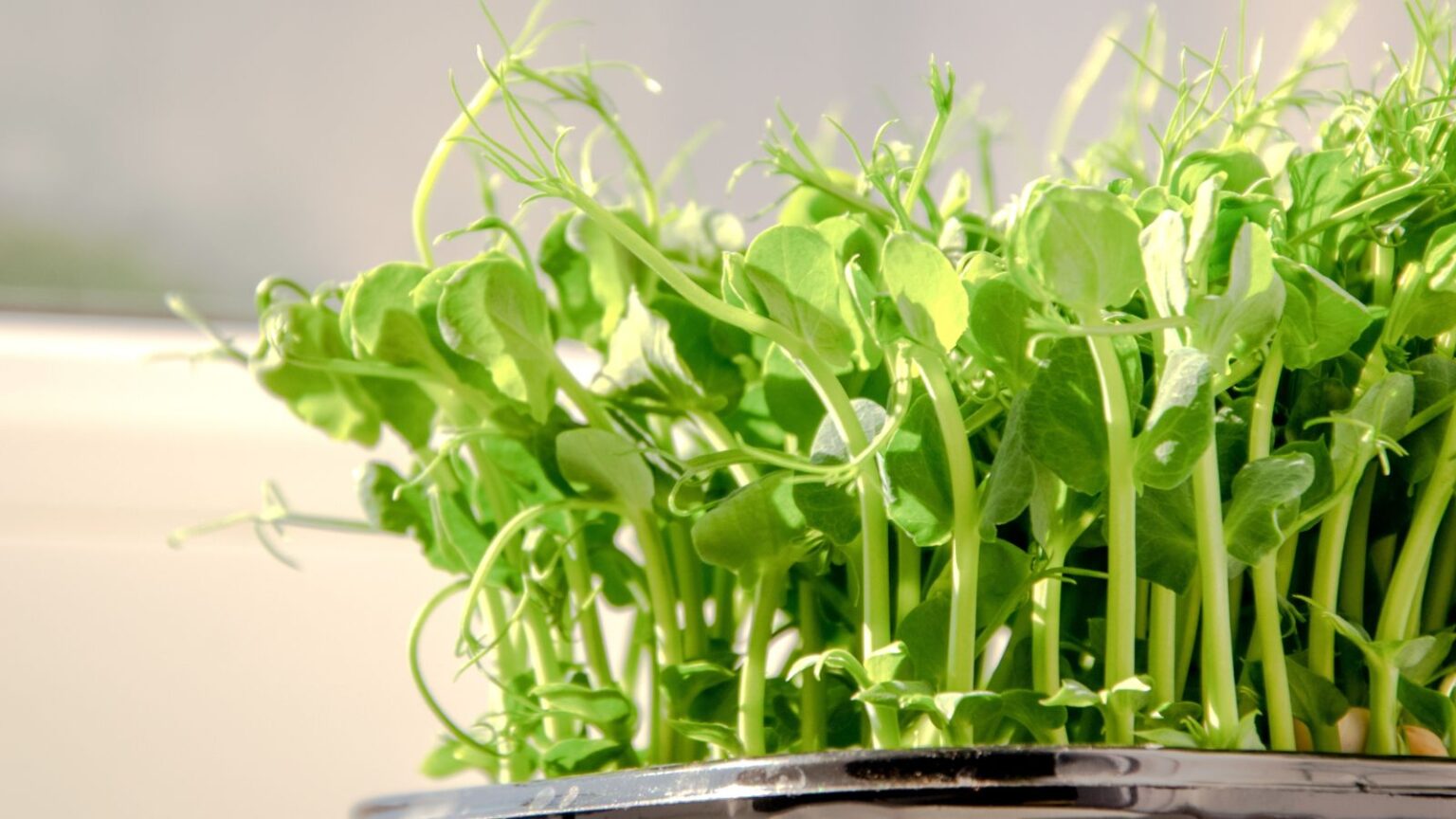 How to Grow Pea Microgreens in 6 Easy Steps