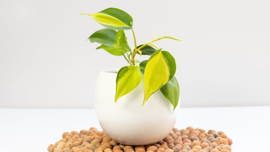 17 Varieties of Houseplants With Heart-Shaped Leaves